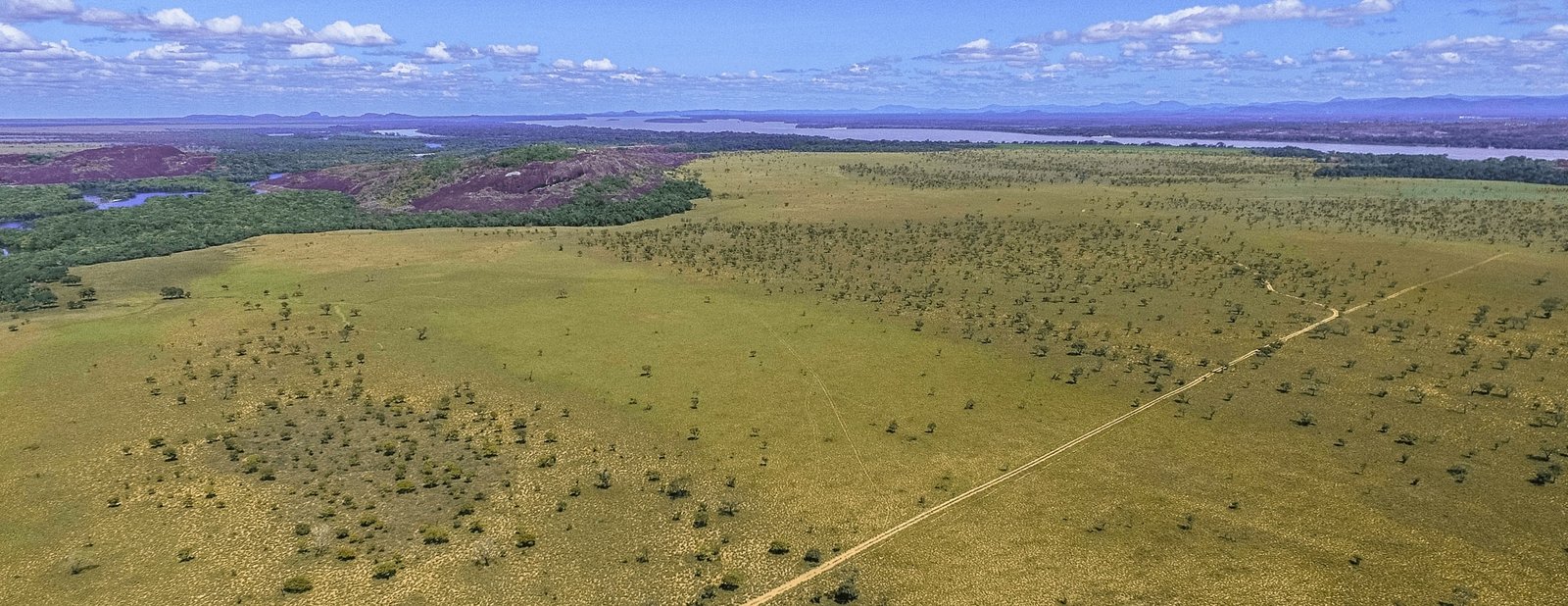 Colombian Timber – Forestry Investments in the eastern plains of Colombia