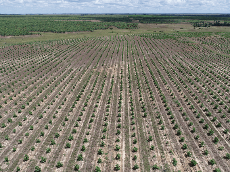 Colombian Timber – Forestry Investments in the eastern plains of Colombia