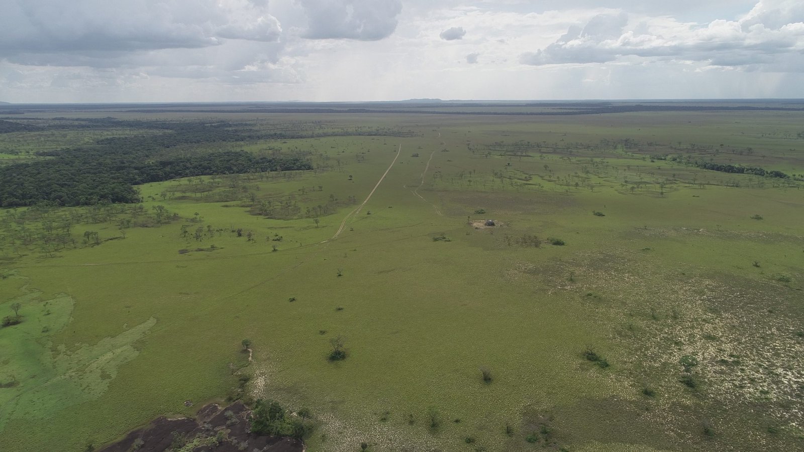 Colombian Timber – Forestry Investments in the eastern plains of Colombia